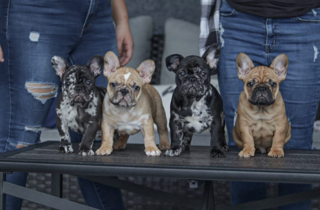 Upcoming Litters - 813 Frenchies LLC | French Bulldog Puppy