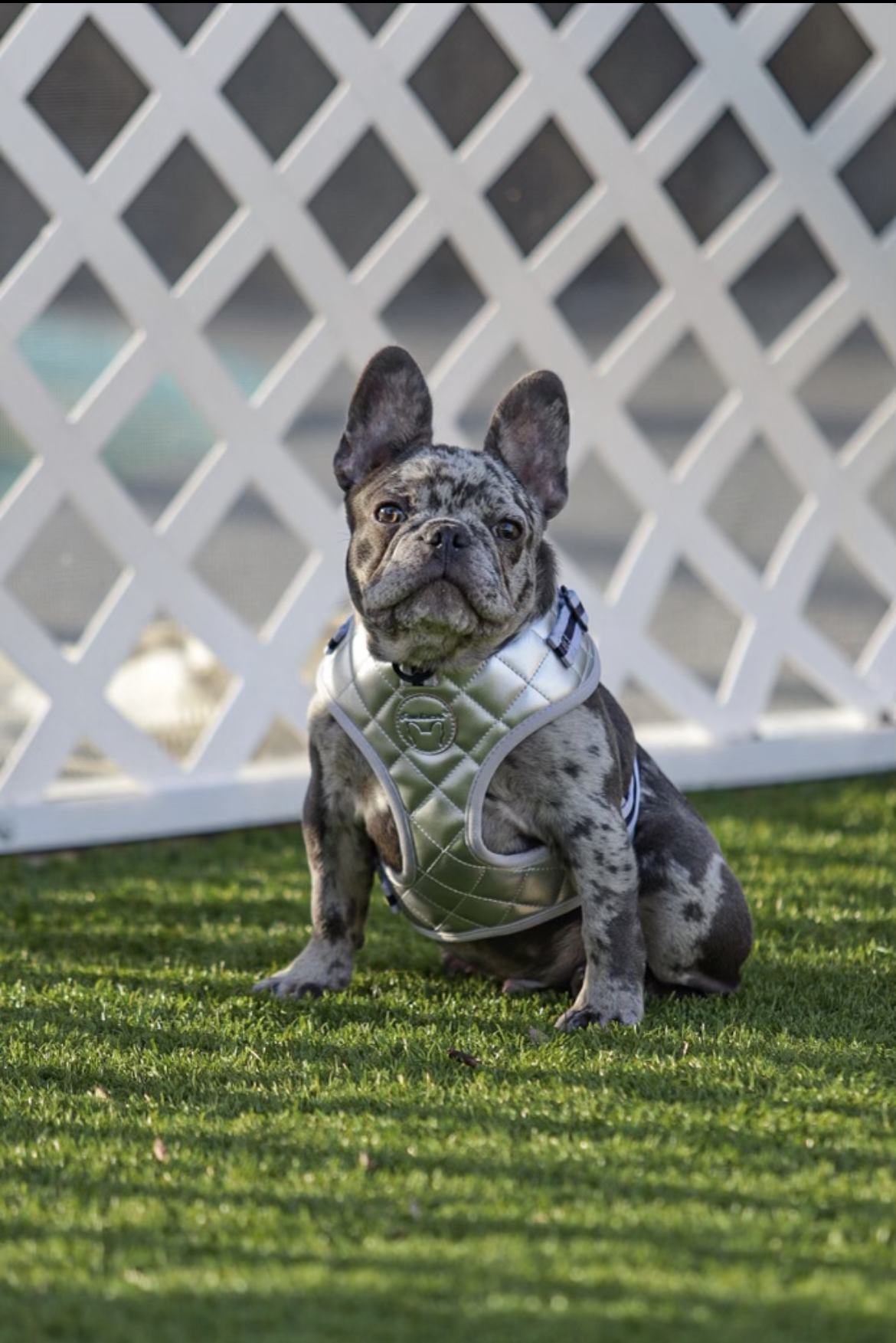 Puppies - 813 Frenchies LLC | French Bulldog Puppies