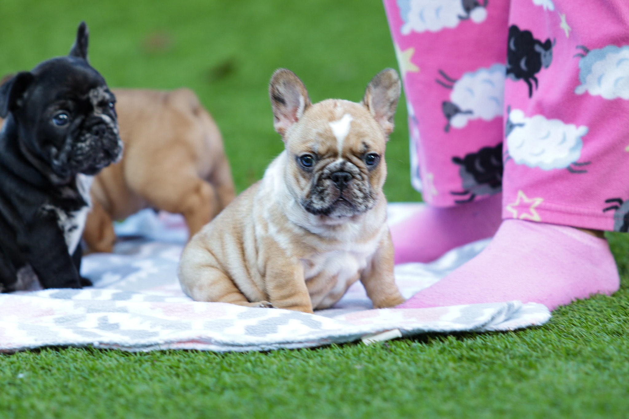 Puppies - 813 Frenchies LLC | French Bulldog Puppies