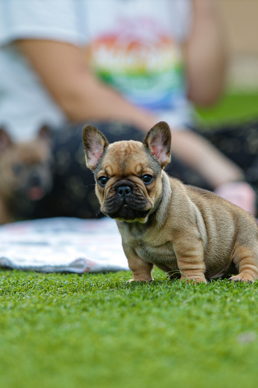 Home - 813 Frenchies LLC | French Bulldog Breeder Tampa, FL