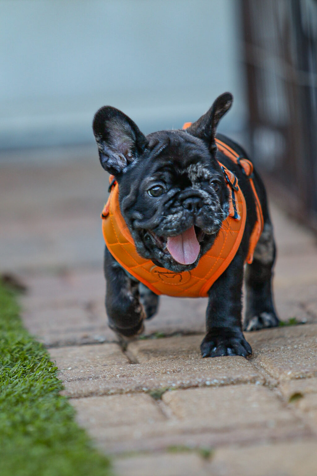 Home - 813 Frenchies LLC | French Bulldog Breeder Tampa, FL