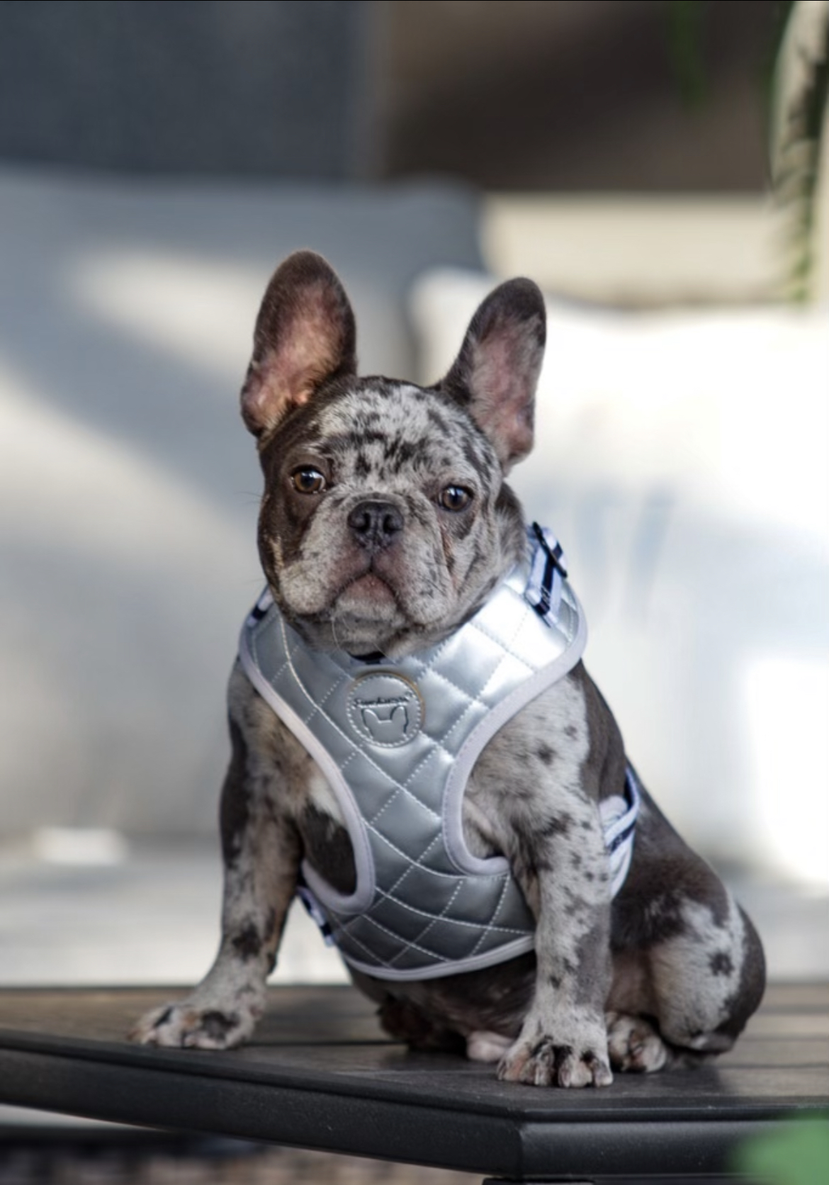 Upcoming Litters - 813 Frenchies LLC | French Bulldog Puppy