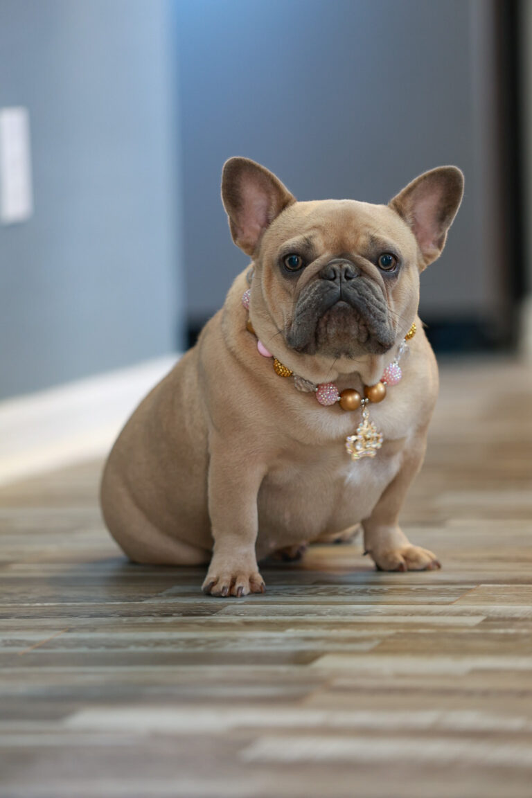 Home - 813 Frenchies LLC | French Bulldog Breeder Tampa, FL