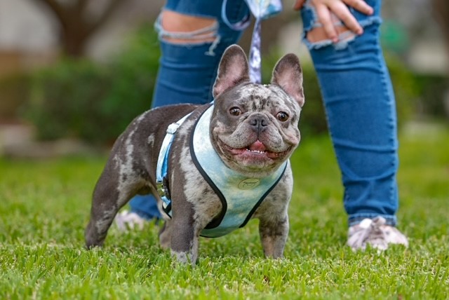 Home - 813 Frenchies LLC | French Bulldog Breeder Tampa, FL