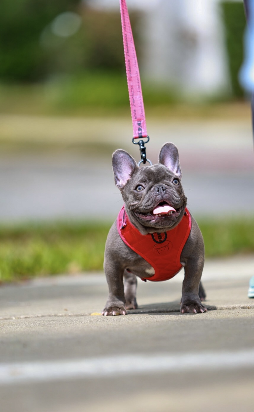 Studs & Females - 813 Frenchies LLC