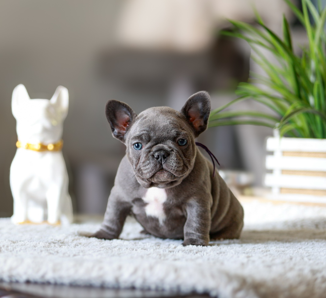 Studs & Females - 813 Frenchies LLC